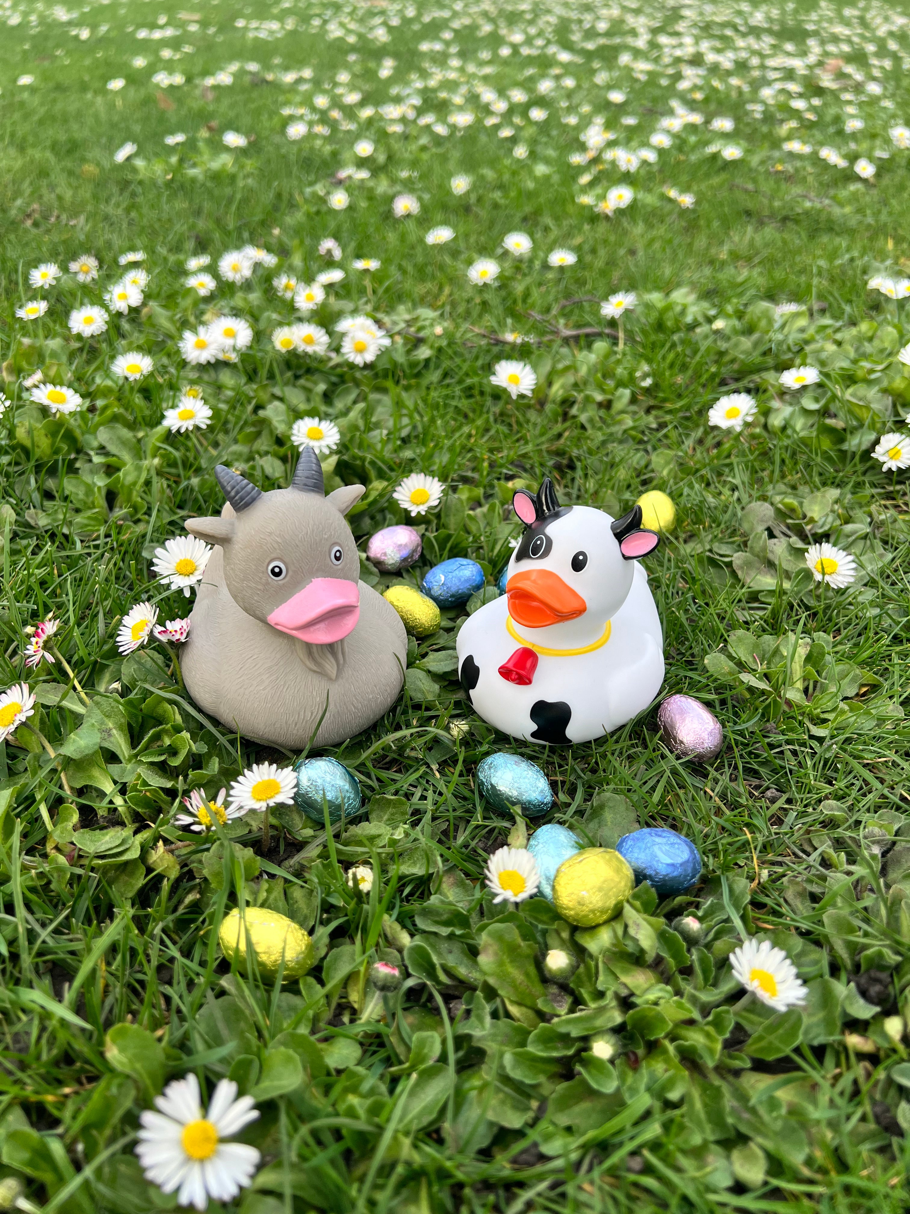 Easter ducks – Duck World